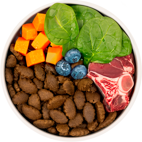Hundefutter kaufen? Beste Qualität, vom Tierarzt empfohlen - Just ...